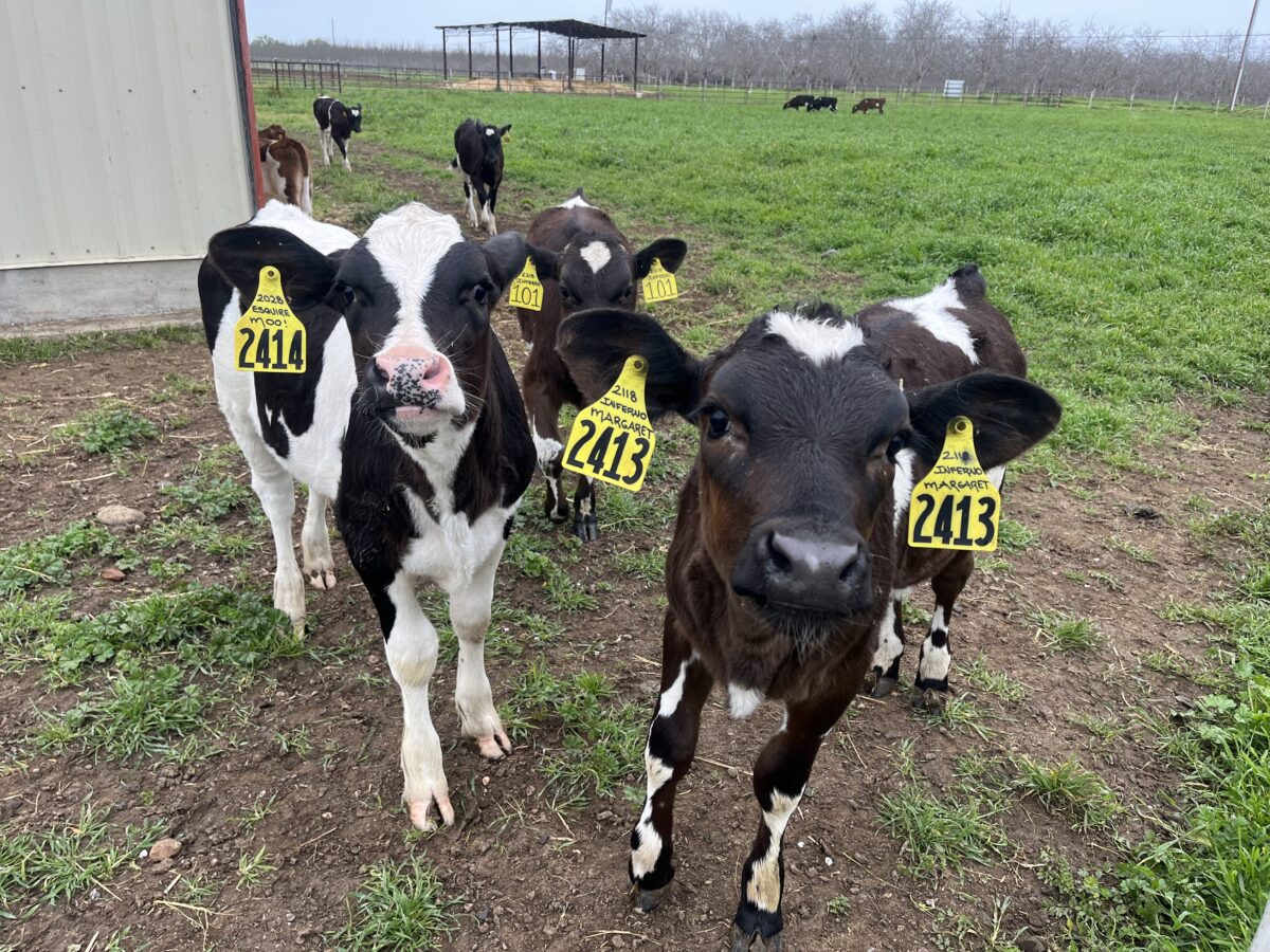 University Farm director brings global perspective - ChicoSol News