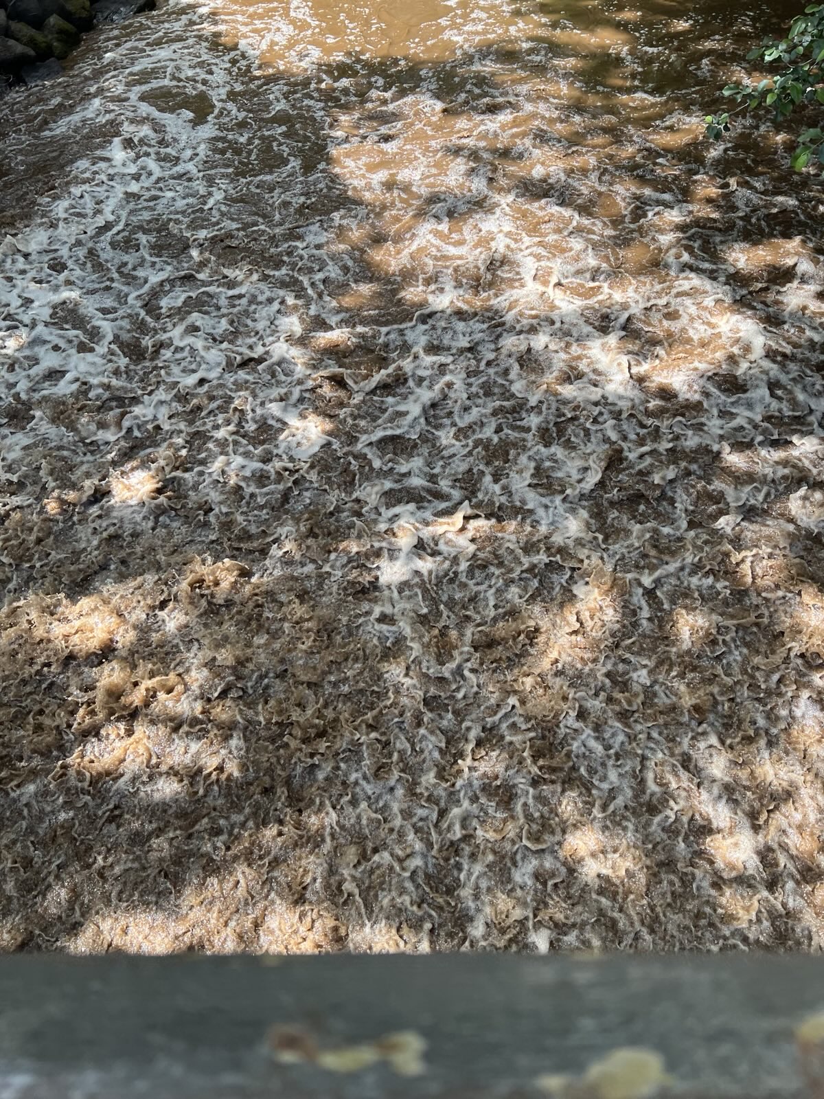 William Doherty Archives - ChicoSol News